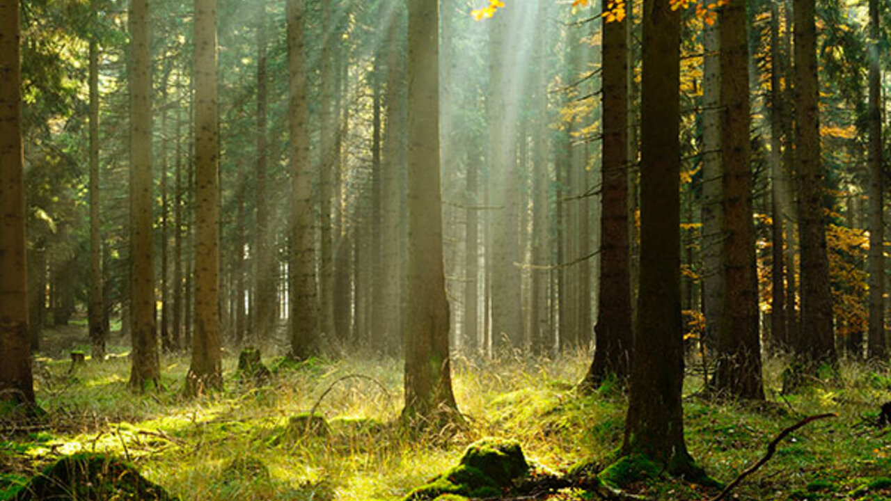 Der Wald ruft…dich: Zentrum Mensch Meran